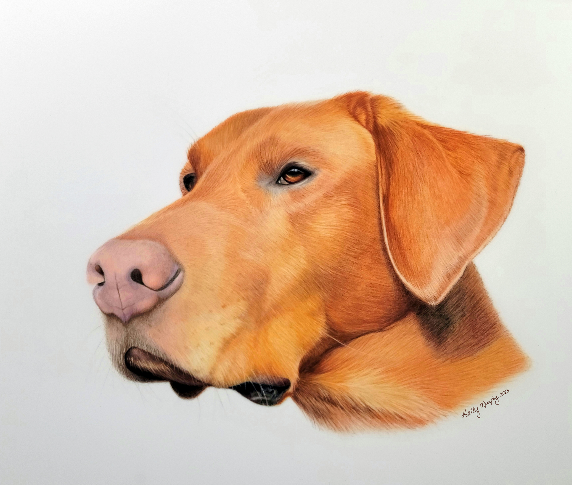 Whisky (commission) – Kelly Murphy, Fine Art