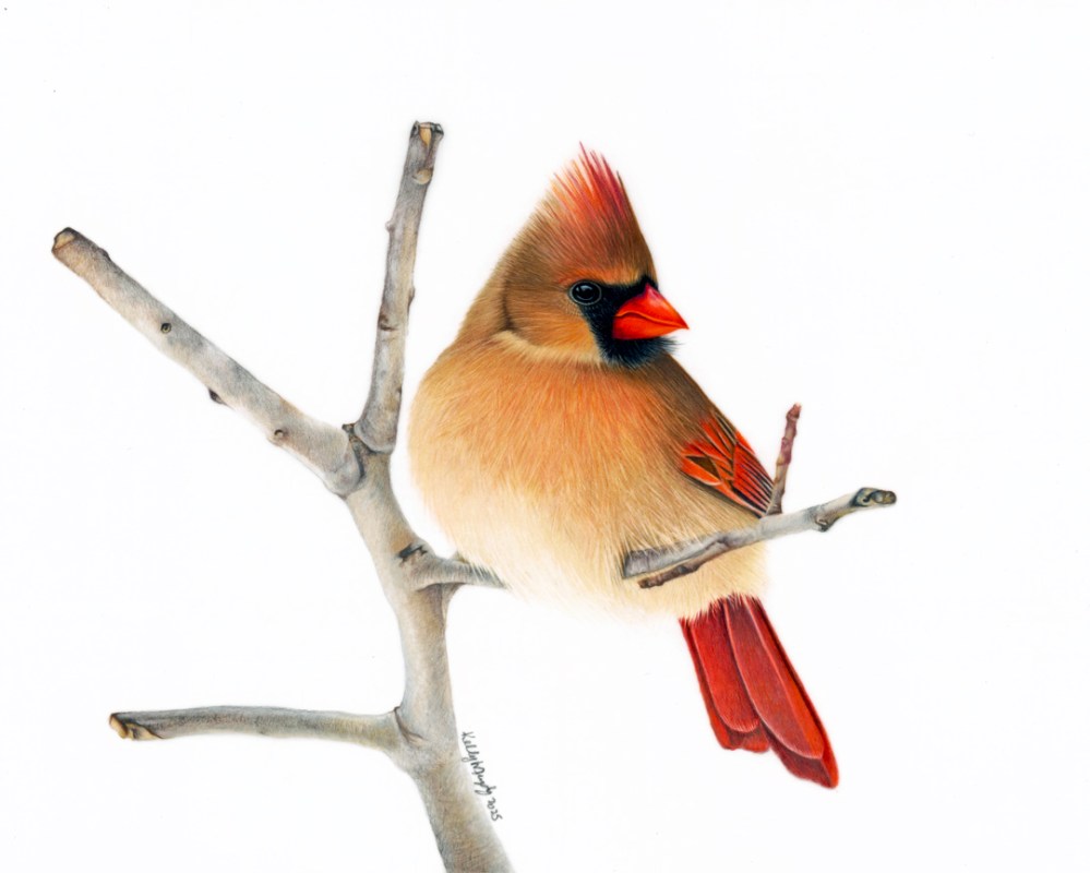 Female Cardinal – Kelly Murphy, Fine Art